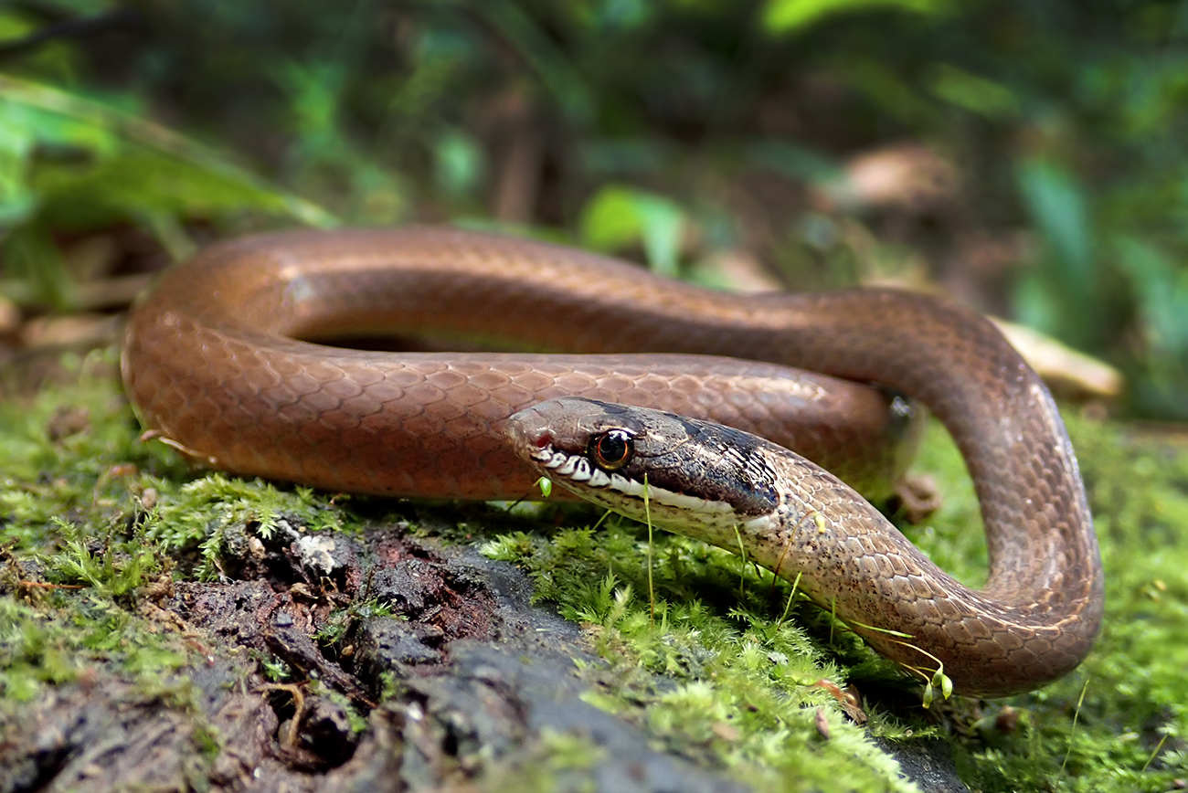 As The Crow Flies - a Hong Kong Birding Blog: User review for EOS R6 ...