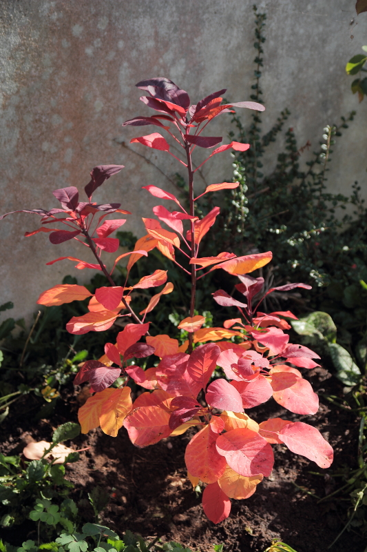 The Cotton Candy Tree