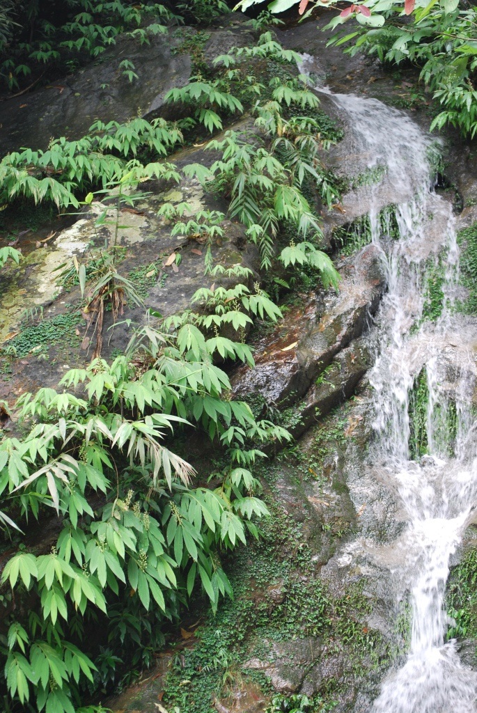 Species New to Science: [Botany • 2020] Rediscovery of Globba ...