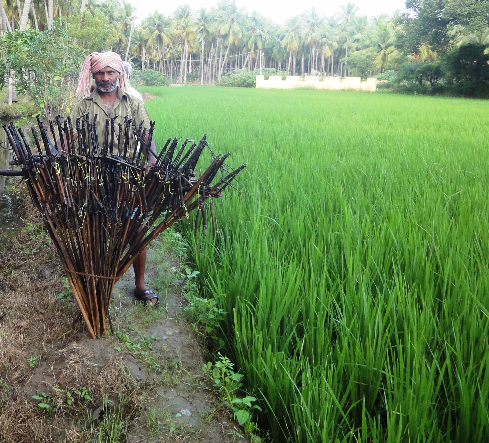 NGO News blog, NewsLine: Traditional Rat control in paddy fields in ...