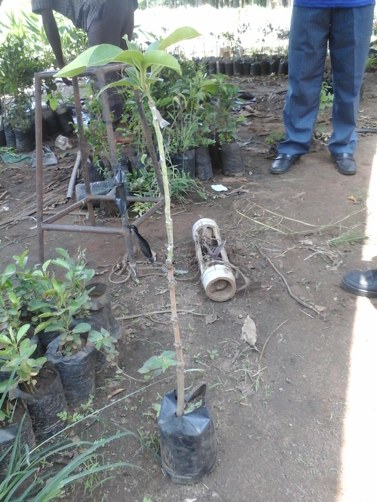 TRACING CHALLENGES AND OPPORTUNITIES : MANGO GRAFTING