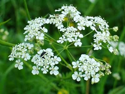 21 Jenis Bunga Indah Tapi Beracun Di Sekitar Kita - Ragam Tanaman