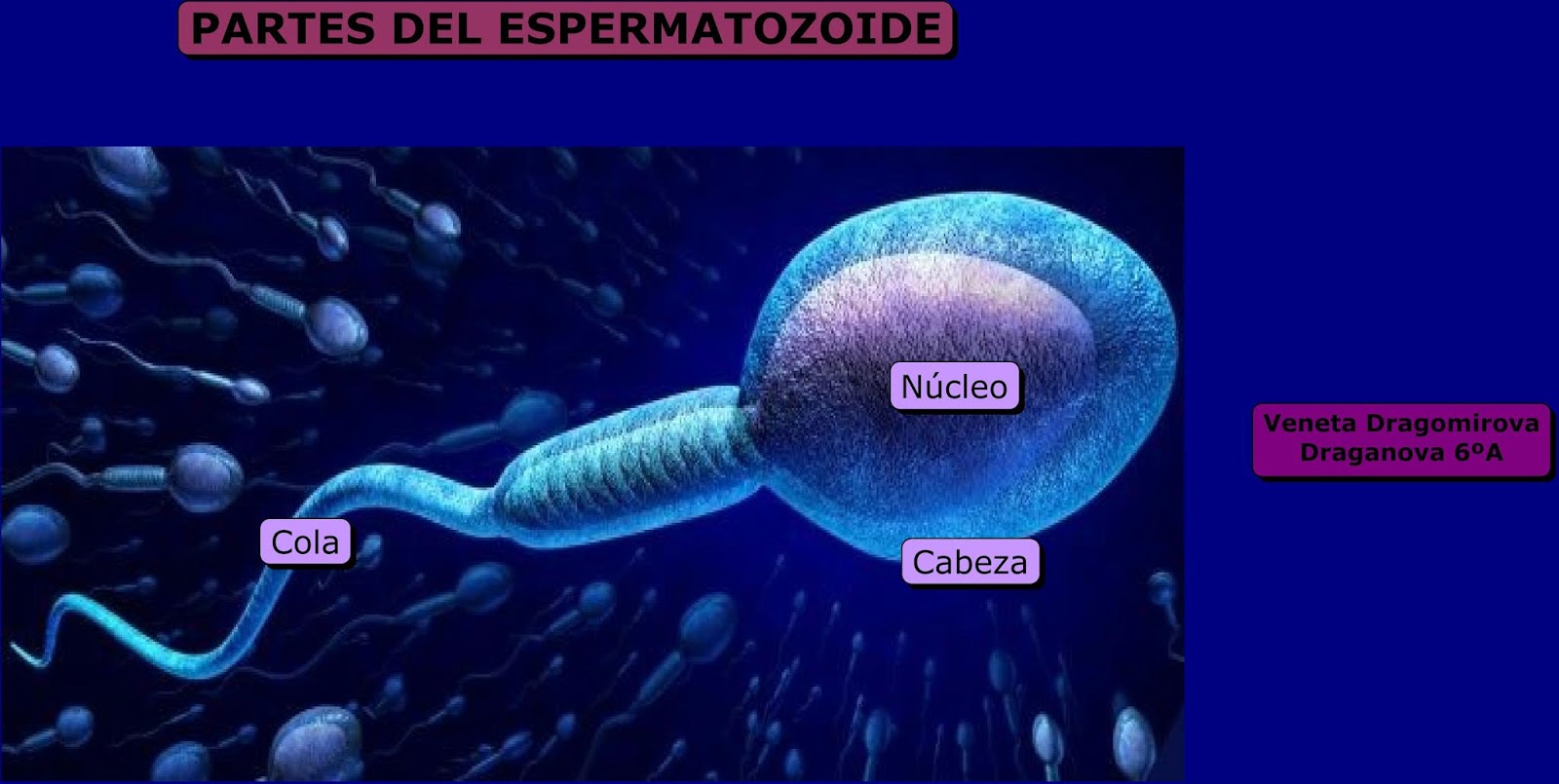 EL BLOG DE LOS SEXTOS: PARTES DEL ESPERMATOZOIDE