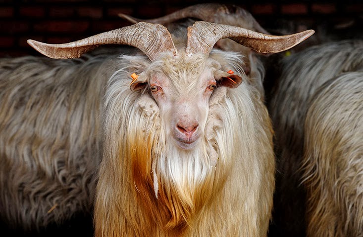 Luxury, Life and Linens- by Amancara: Cashmere Goats and their ...