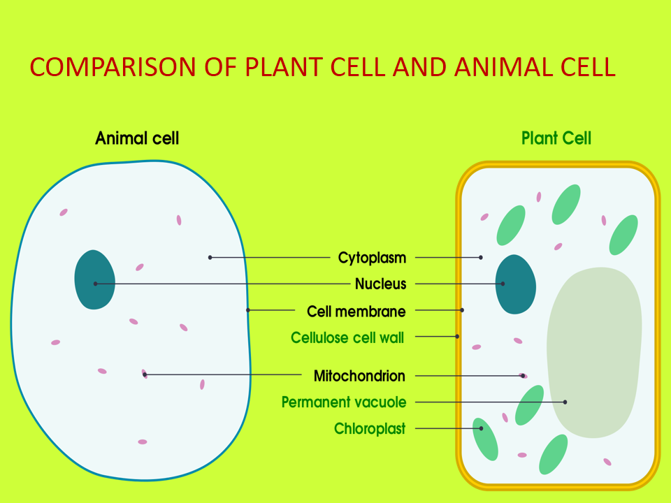 Science7: Semester 1, Chapter 2 - Cells and organisms