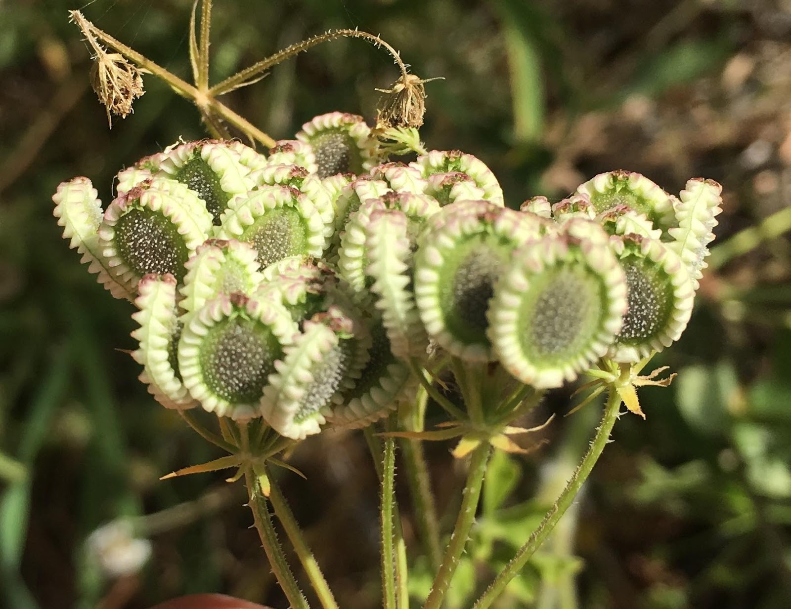 Crete's Unusual Plants and Wildflowers