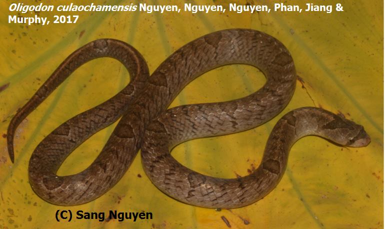 Species New to Science: [Herpetology • 2017] Oligodon culaochamensis ...