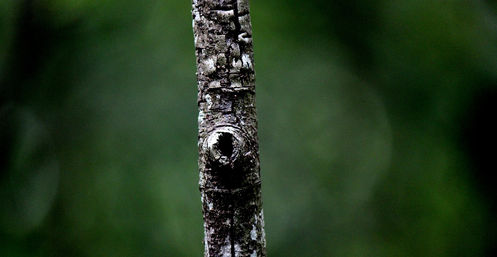 Edith L. Moore Nature Sanctuary, Houston Audubon Society (2016)