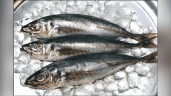 PLAAN : Jurel - Trachurus picturatus murphyi