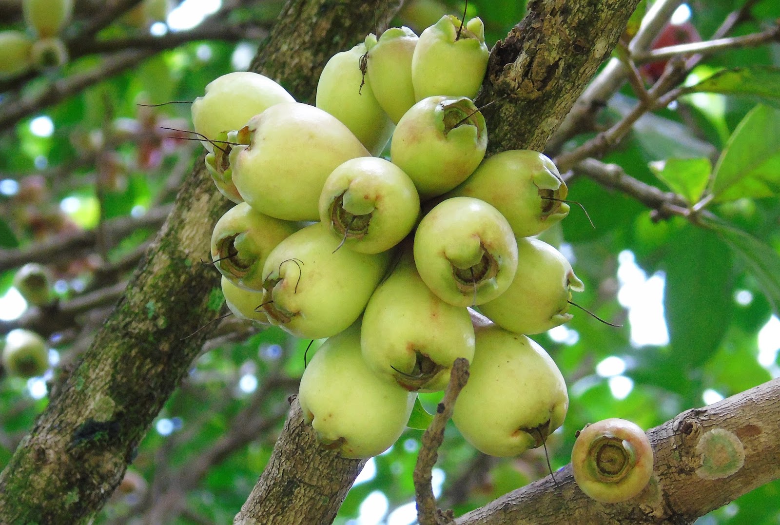 Jambo {Syzygium malaccense (L.) Merr. & L.M. Perry} | A planta da vez