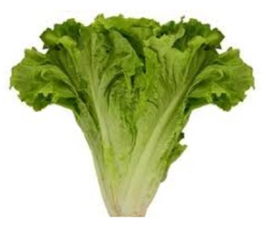 Tipos de Lechuga en Venezuela | Beneficios y Propiedades | actualidad ...
