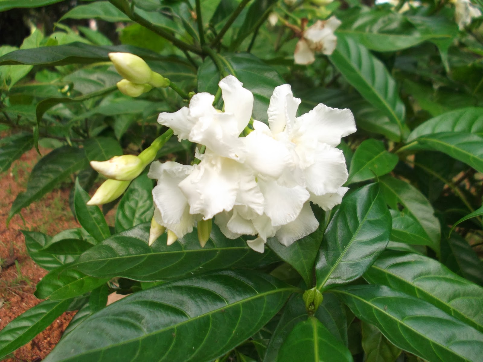 MENCARI CINTA ABADI: Bunga-bunga Cinta di Laman Syurga