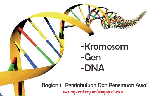 Kromosom,Gen,dan DNA Bagian 1 : Pendahuluan dan Penemuan Awal - Kerak Telor