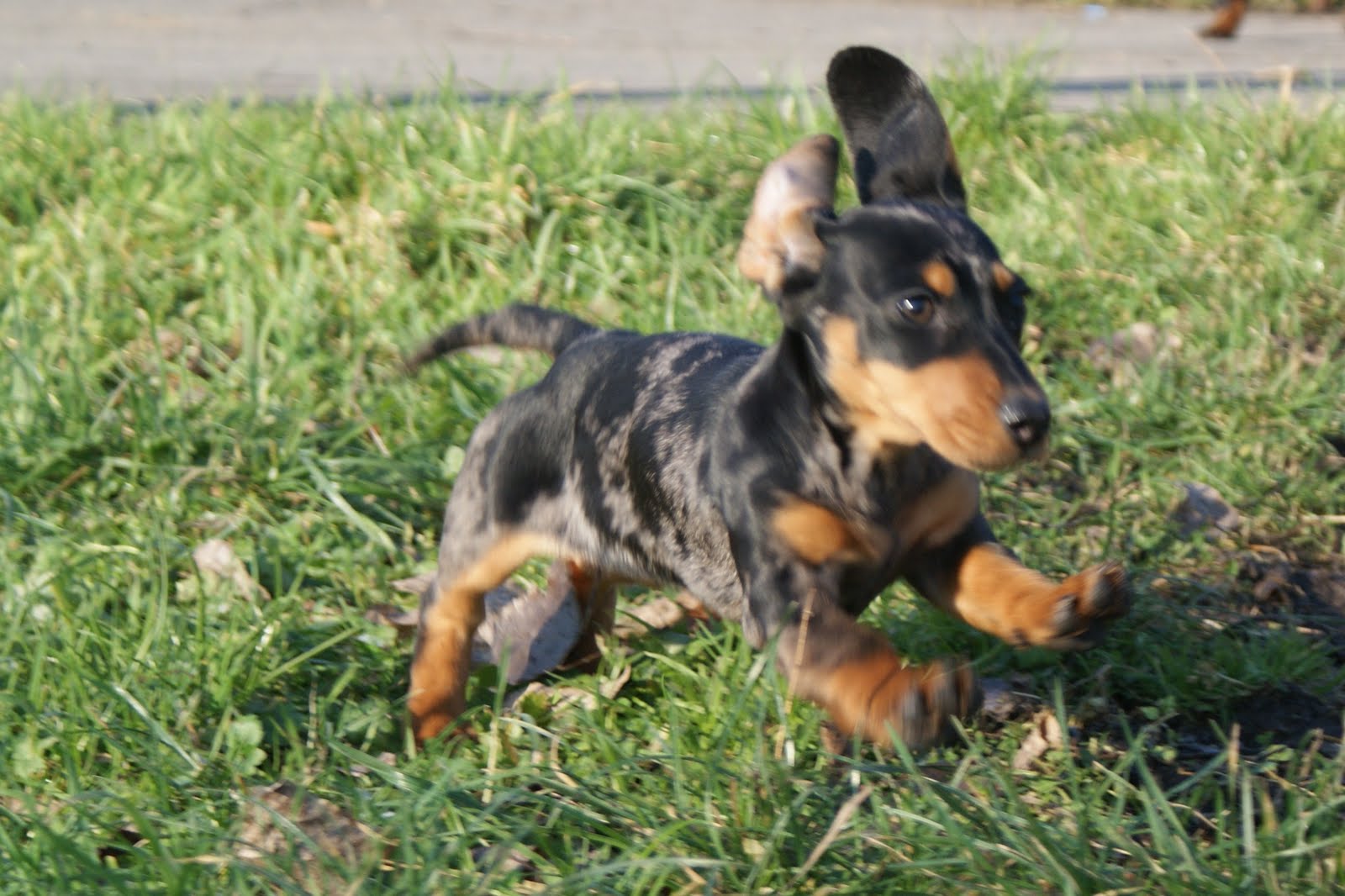Hoogmaatheide Teckel Getuigenissen: FW: bleu merle teckeltje