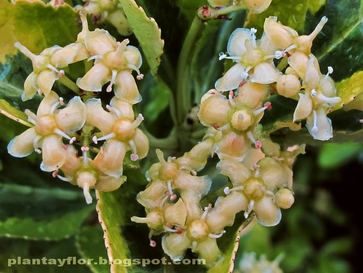 Plantas y flores: Euonymus fortunei