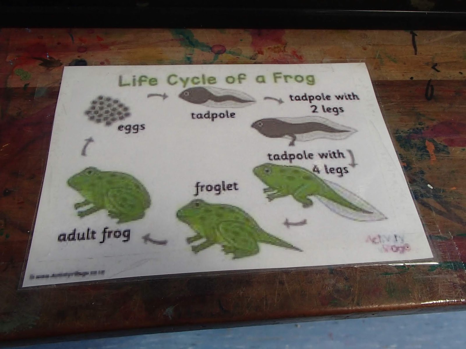 Uxbridge Early Learning Centre Blog: Tadpoles