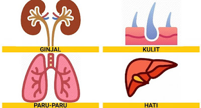 Organ Ekskresi Manusia ~ KANAL GURU