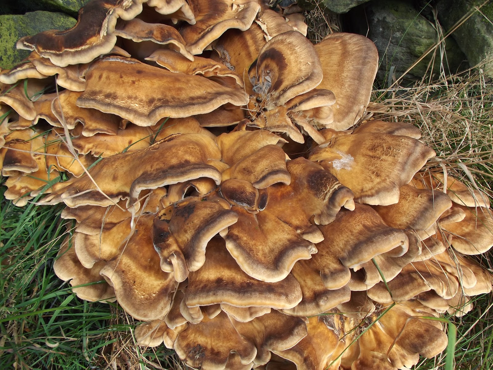 Endon Wildlife: Fungi photographs