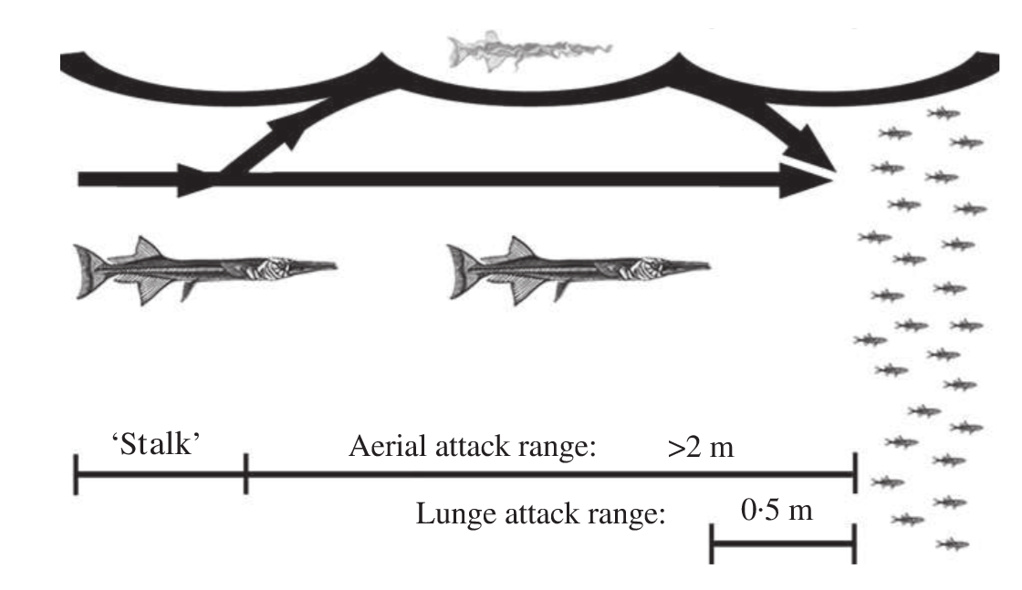 Crocodile Needlefish Attacks