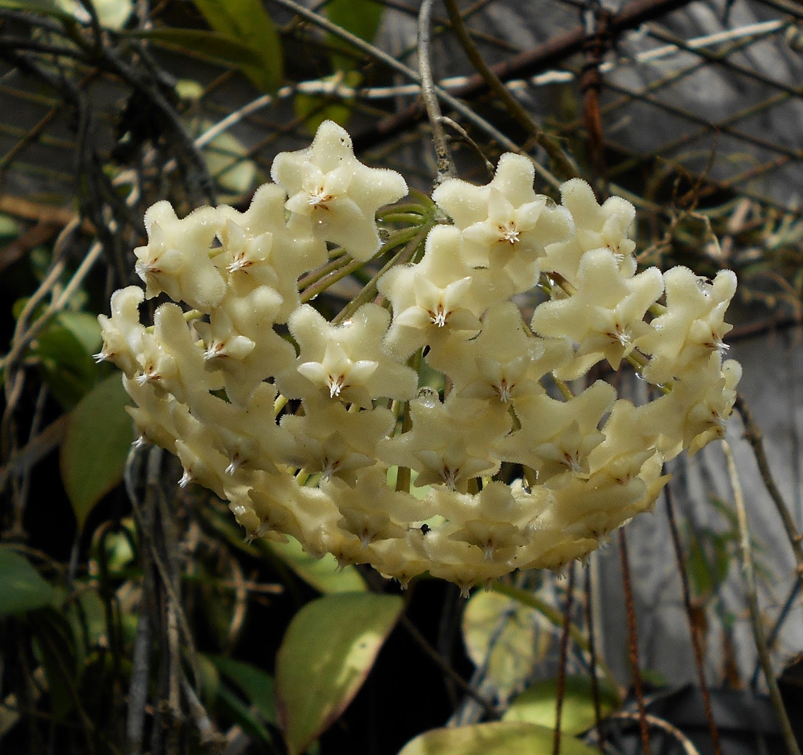 A white, 'salty' Hoya