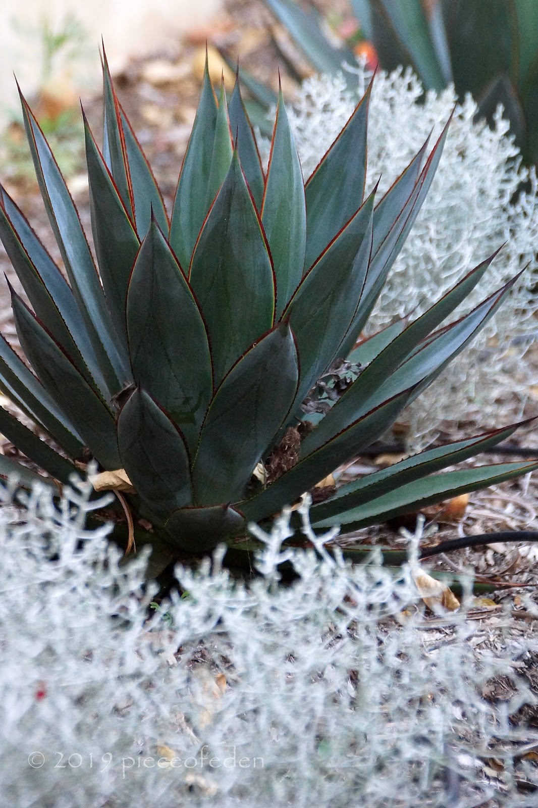 Agave 'Blue Glow' Side Shoots Will Root And Other 'Blue Glow' Growing ...