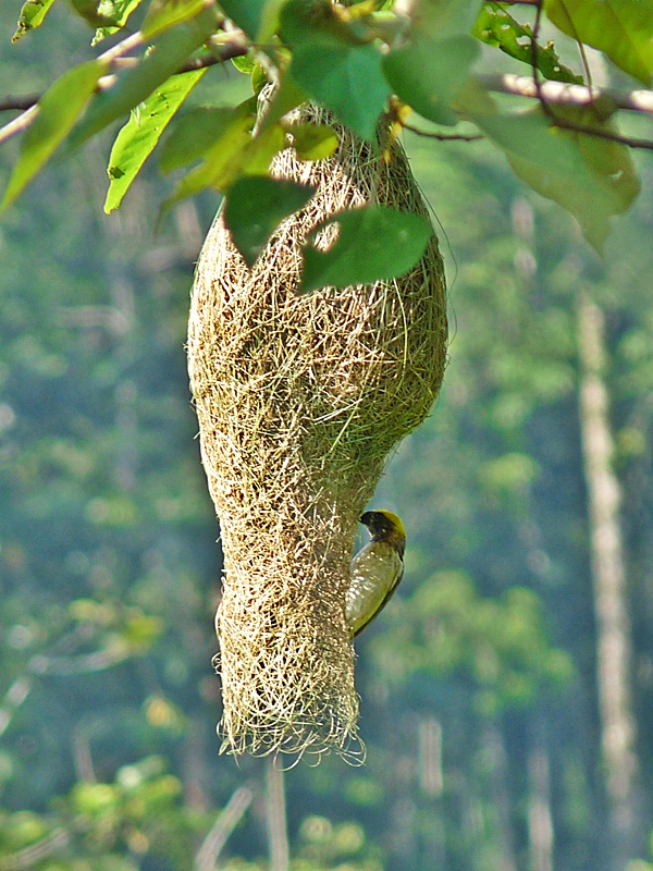 Baya Weaver at Nest