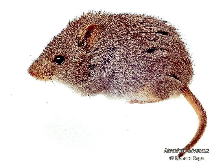 Argentina nativa: Ratón oliváceo (Abrothrix olivaceus)*
