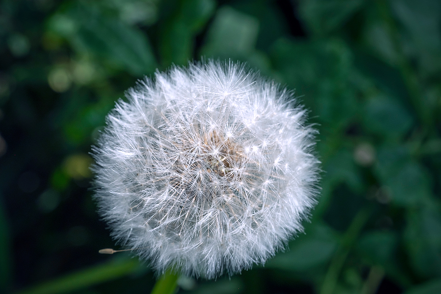 DSA Blog On Dementia And Brain Health March 2021 dsa-blog-on-dementia-and-brain-health-march-2021