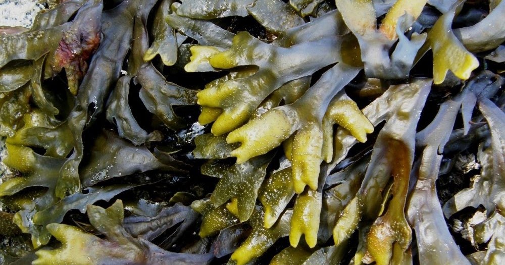 Proyecto GENIALG – Biorrefinerías de macroalgas para fabricar productos ...