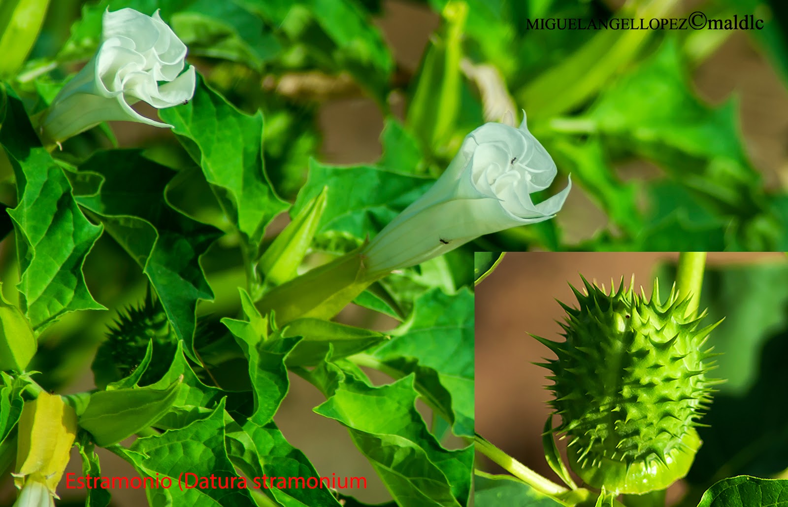 Perimetros--Flora y Fauna de Rota(Cadiz): Estramonio (Datura stramonium)