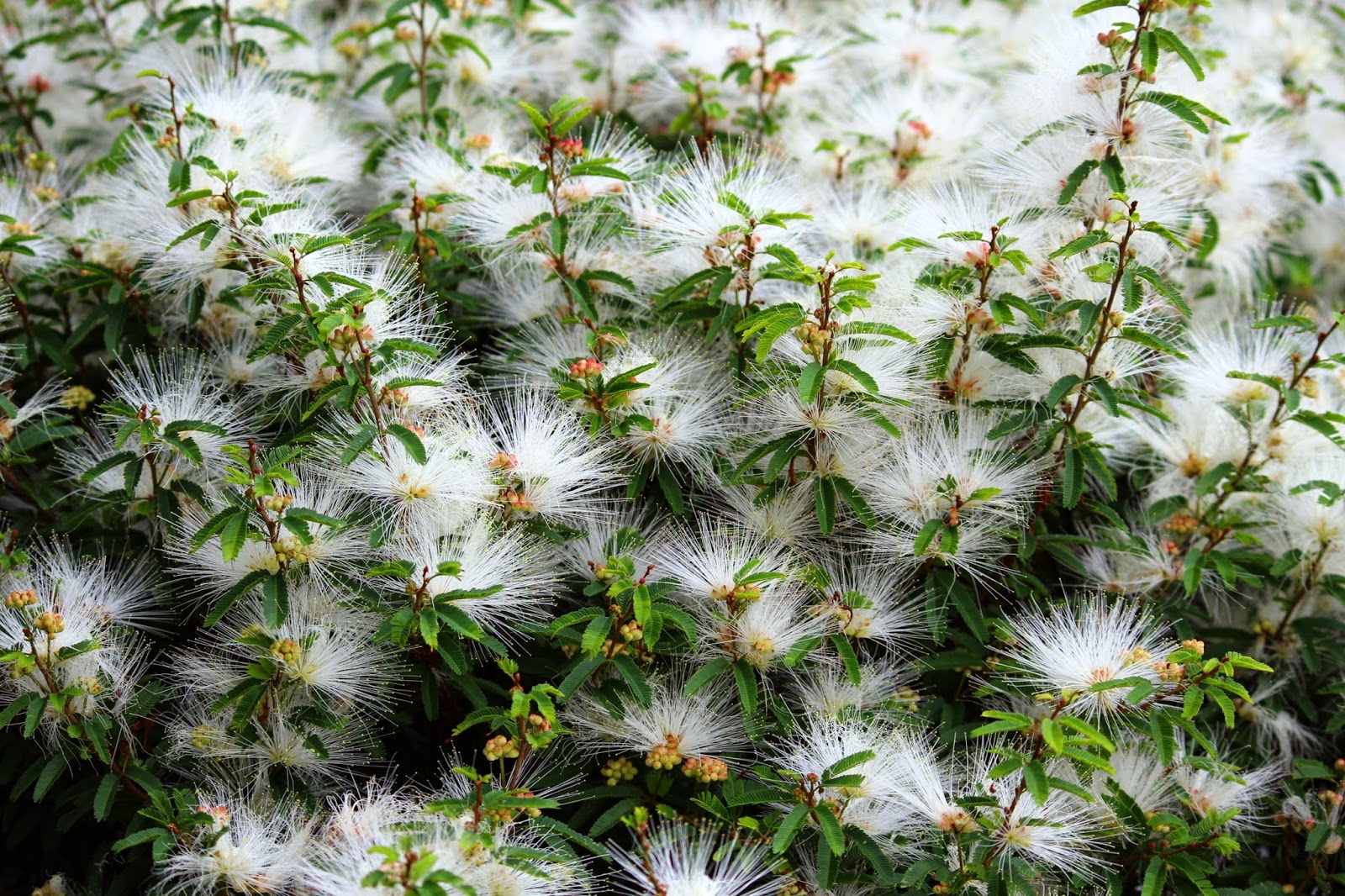 Uma flor por dia: Calindra tweedii