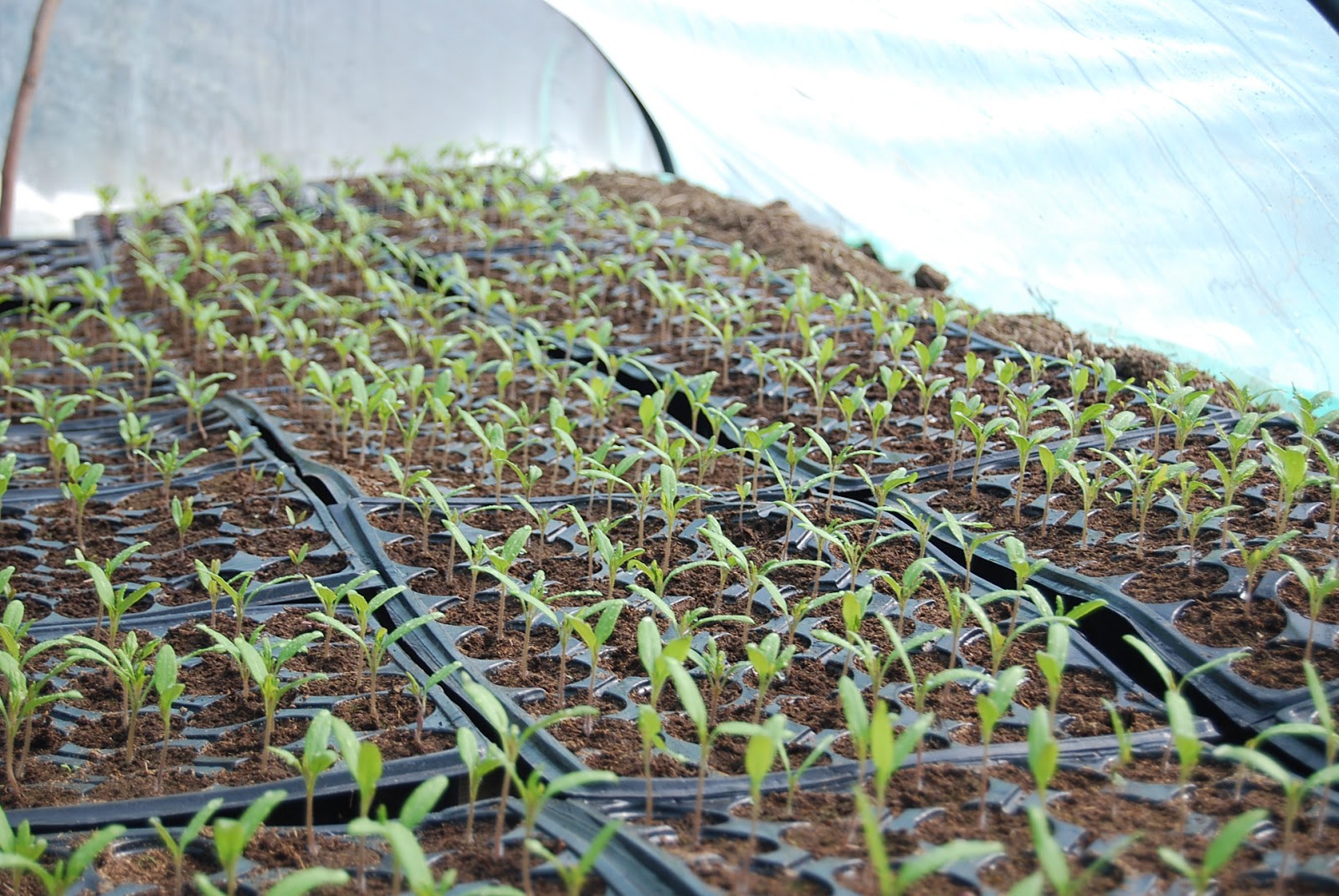 LEGUMICULTURA IN SOLAR SI SERE: RASADURILE DE ROSII