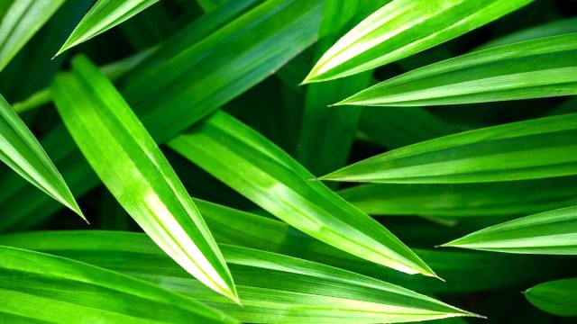 36+ Kandungan Manfaat Daun Pandan dan Khasiat untuk Kesehatan Tubuh ...