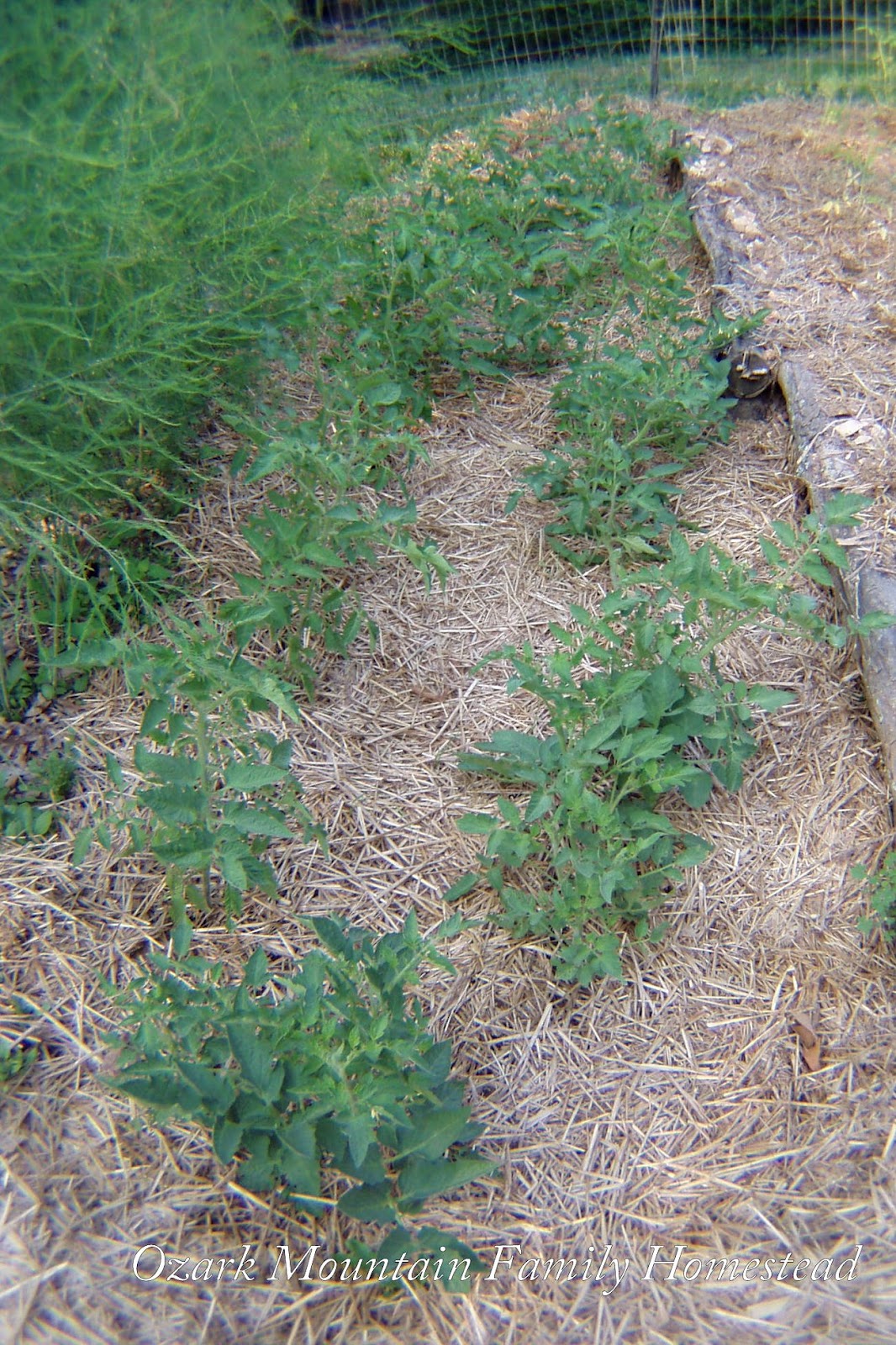 Ozark Mountain Family Homestead: June on the Homestead