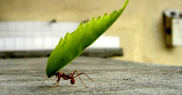 Diário de quem acredita que realizar é possível: ‘’O impossível, em ... Diário de quem acredita que realizar é possível: ‘’O impossível, em ...