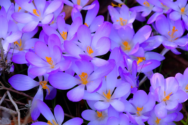 March Sunshine - Reflections and Nature