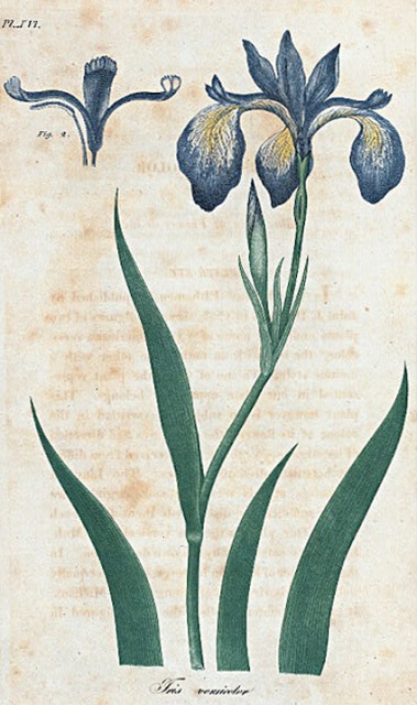 The Flower-de-luce or Fleur-de-lis | A Shakespeare Garden