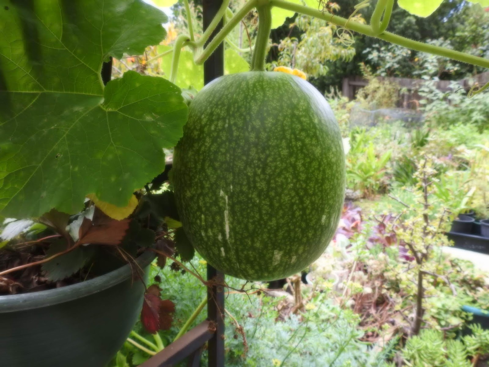 Albert's Photography: Spaghetti Melon and its flower