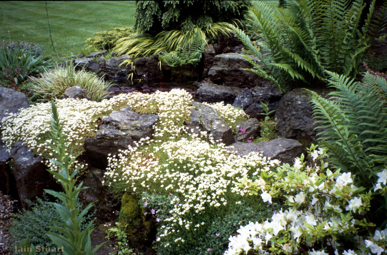 The Slide Guy: We Demand A Shrubbery