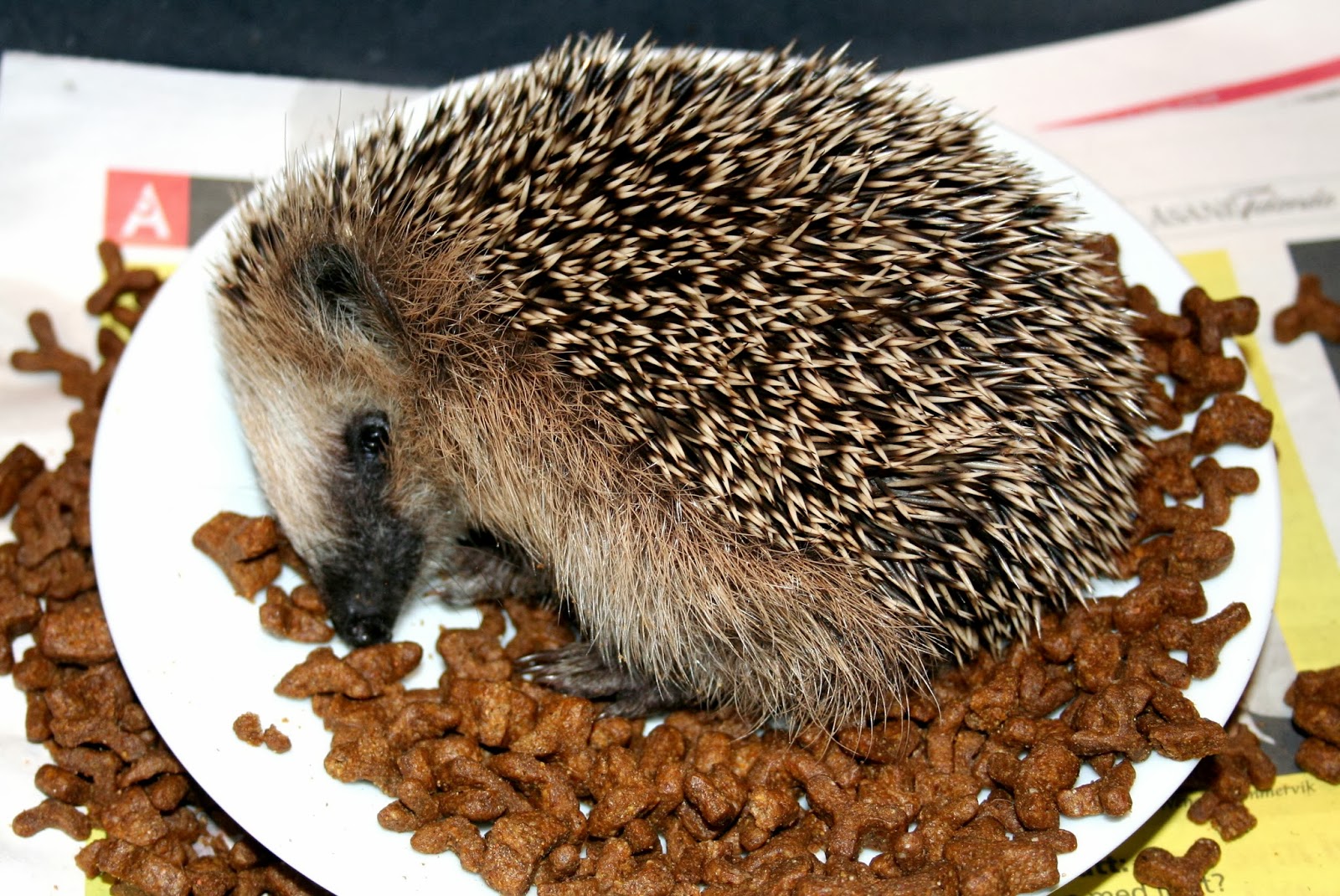 En helt uvanlig hverdag: Piggen