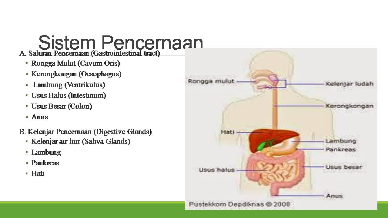 SISTEM PENCERNAAN ( KELAS XI IPA 5)