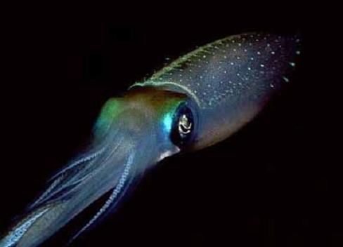 INFRAMUNDO: A QUE PERTENECIO A UN CALAMAR GIGANTE: Encuentran un ojo de ...