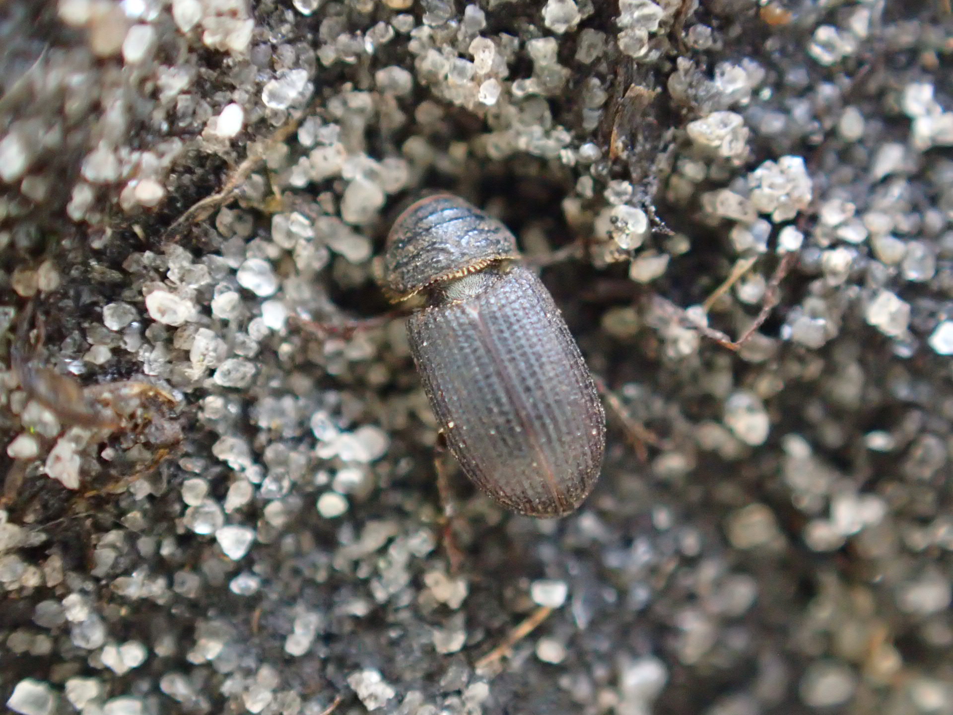 The Lyons Share: At least the beetles were nice