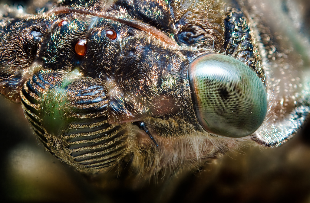 Real Monstrosities: Cicada