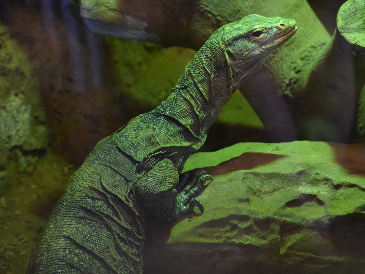 ZOOTOGRAFIANDO (6.100 ANIMALS): VARANO DE GRAY / GRAY´S MONITOR ...