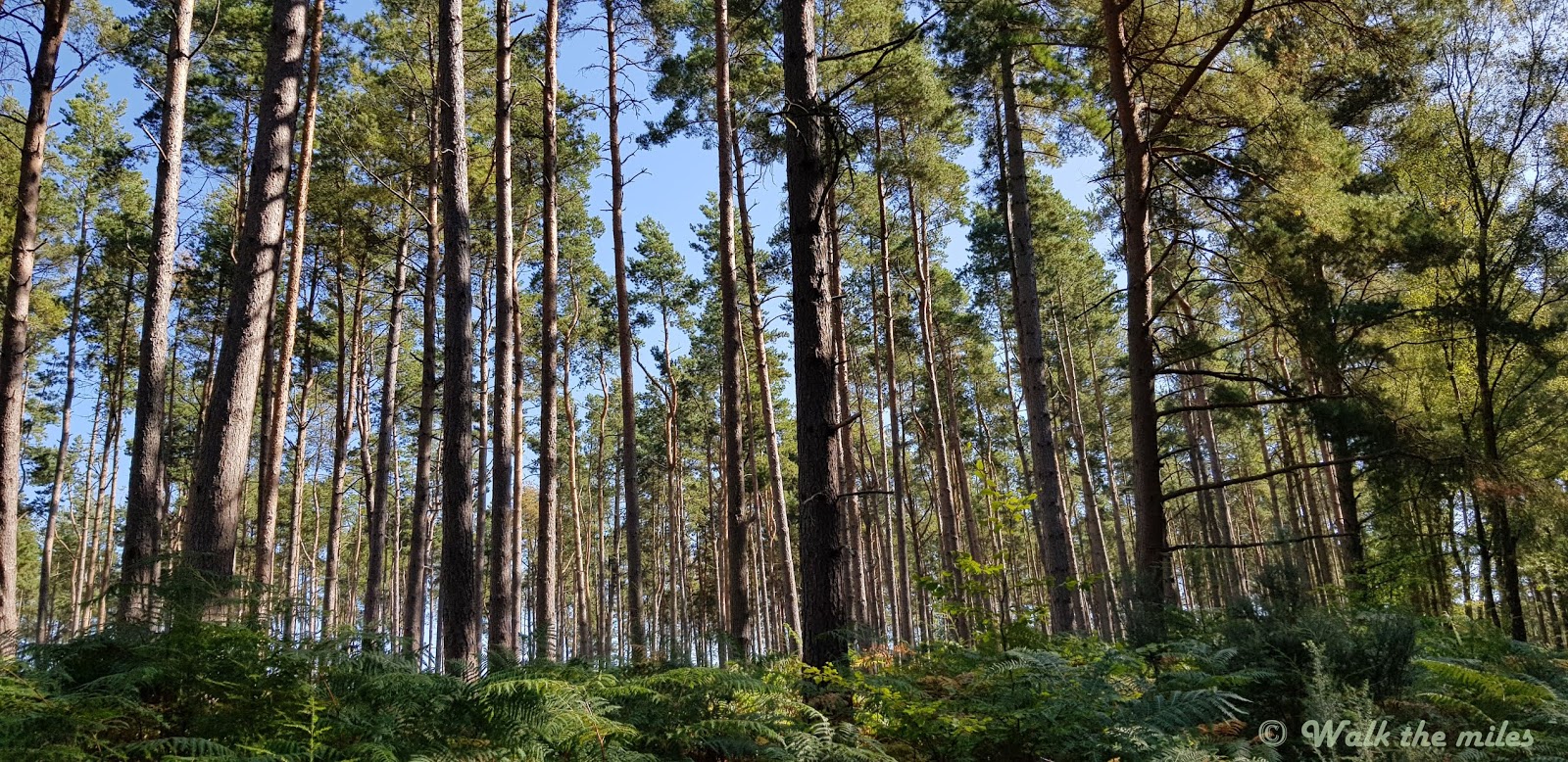 Walk the miles: Winterfold Forest