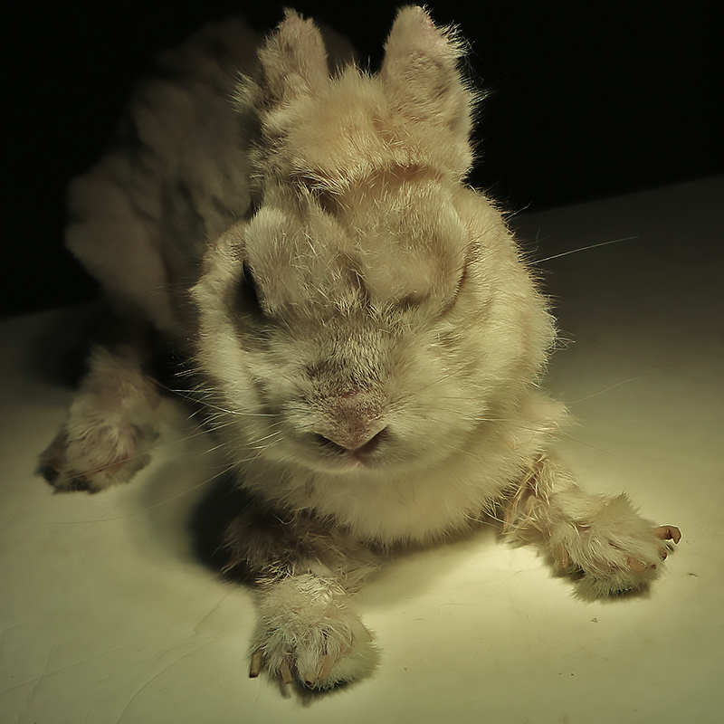 Be Kind To Pets, Vet case studies, Photography tips, Travel Stories ...