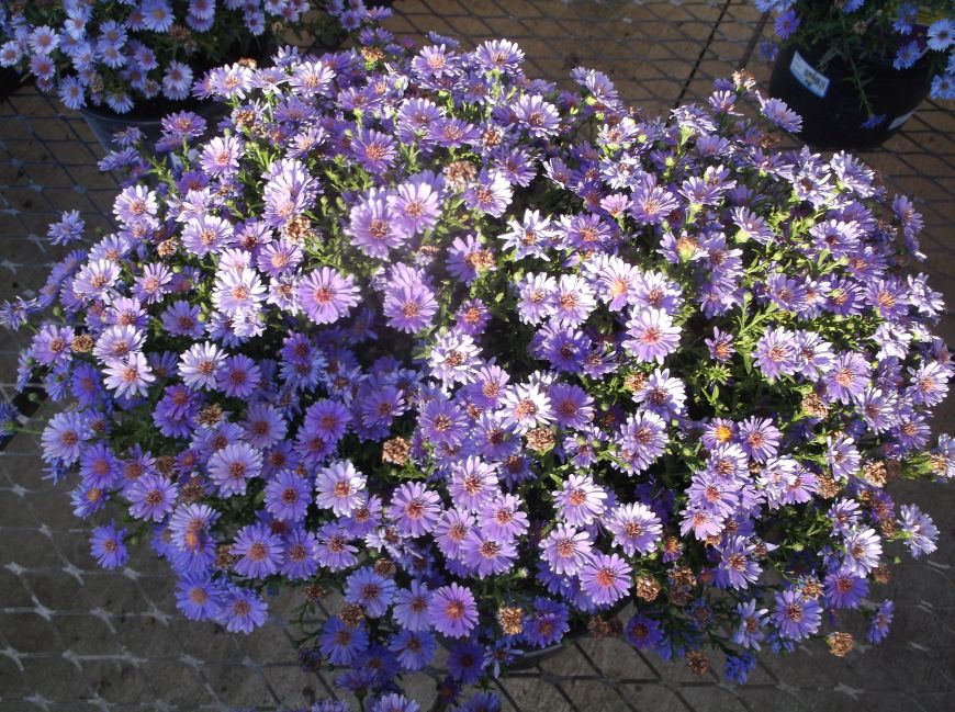 Future Plants by Randy Stewart: Aster