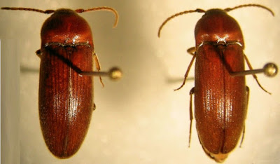 Variety of Life: Eucnemidae