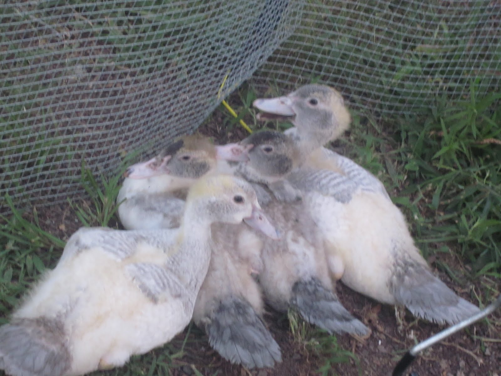 Semper Grazing Ranch: Ducks